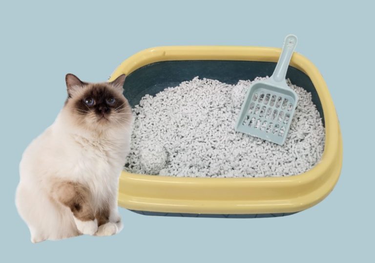Paper Cat Litter - Jayfen Health